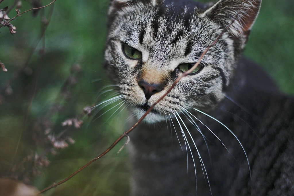 Hagor | Beginnings of the Clans Wikia | Fandom