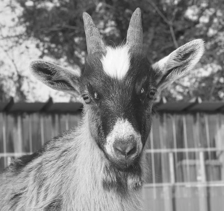 Tactical Rescue Goats | BelladonnaASMR Wiki | Fandom