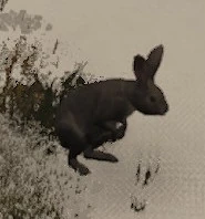 Rabbit | Bellwright Wiki | Fandom