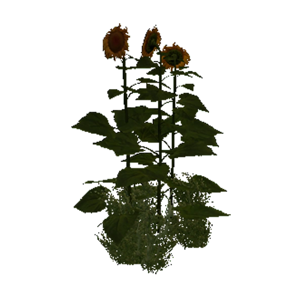 Sunflower Patch | Bellwright Wiki | Fandom