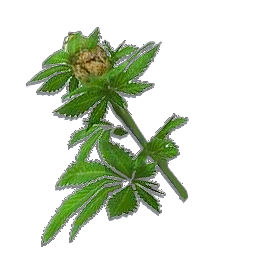 Hemp | Bellwright Wiki | Fandom