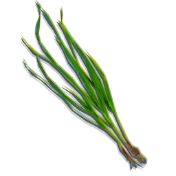 Garlic | Bellwright Wiki | Fandom