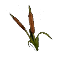 Рогоз | Bellwright Вики | Fandom