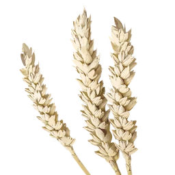 Wheat | Bellwright Wiki | Fandom