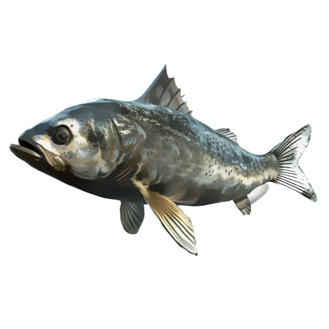 Category:Fish | Bellwright Wiki | Fandom