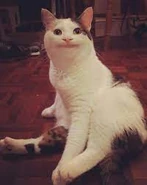 Beluga | Beluga Characters Wiki | Fandom