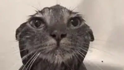 Discuss Everything About The Beluga Cinematic Universe Wiki | Fandom