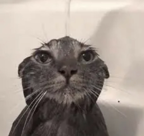 tacocat | The Beluga Cinematic Universe Wiki | Fandom