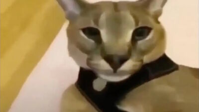 Discuss Everything About The Beluga Cinematic Universe Wiki | Fandom