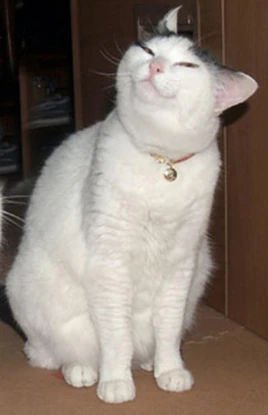 Ms. Meow | The Beluga Cinematic Universe Wiki | Fandom