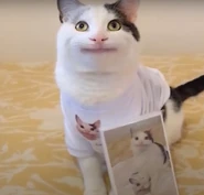 Beluga | The Beluga Cinematic Universe Wiki | Fandom