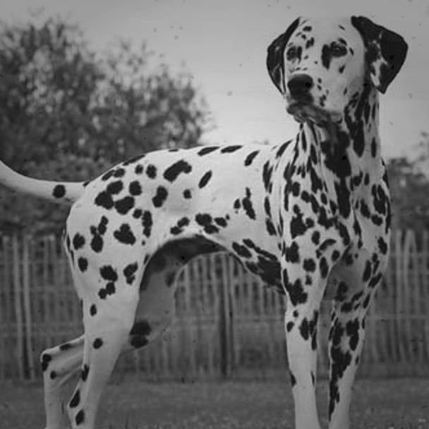 Benjamin the Elf and the Fairy Princess | Ben & Holly’s Little Kingdom ...