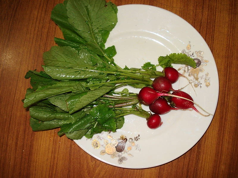 Raphanus savitus | Herbal Advice Wiki | Fandom