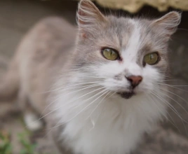 Sablepaw | Beneath the Same Sky Wiki | Fandom