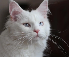 Lightseeker Beneath The Same Sky Wiki Fandom