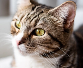 Birchkit | Beneath the Same Sky Wiki | Fandom