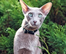 Sleekwing | Beneath the Same Sky Wiki | Fandom