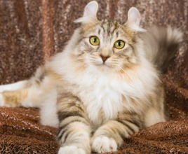 Echoripple | Beneath the Same Sky Wiki | Fandom