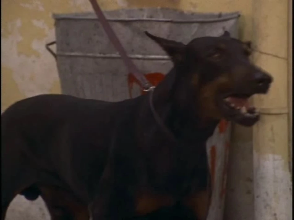 Calaga | Benji Wiki | Fandom