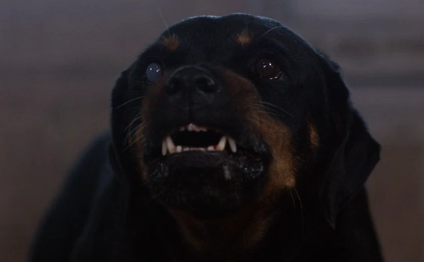 Rott | Benji Wiki | Fandom