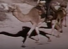 Sheba | Benji Wiki | Fandom