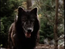 Timber Wolf | Benji Wiki | Fandom