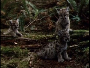 Category:Benji the Hunted characters | Benji Wiki | Fandom