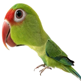 Parot | Benren Rush Wiki | Fandom
