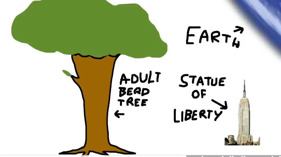 Berd tree | Berd Wiki | Fandom