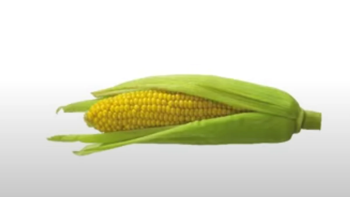 Corn | Berd Wiki | Fandom