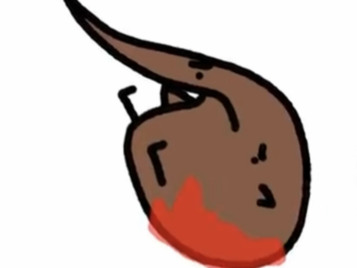 Turkey Berd | Berd Wiki | Fandom