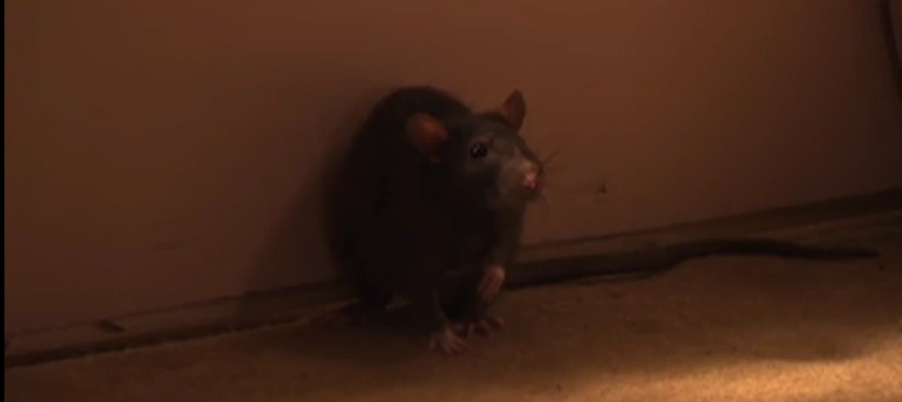 Chester | Bernie Mac Show Wiki | Fandom