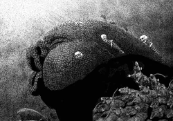 Berserk God Hand Members