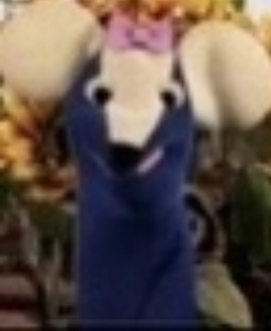 Chilla The Mouse | Best Baby Einstein Wiki | Fandom