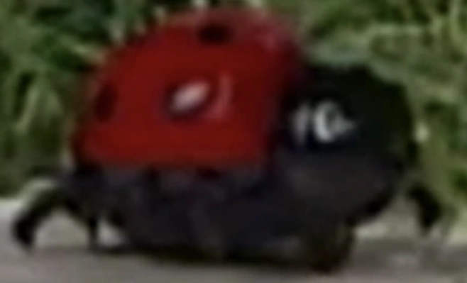 Pull-Back Ladybug | Best Baby Einstein Wiki | Fandom