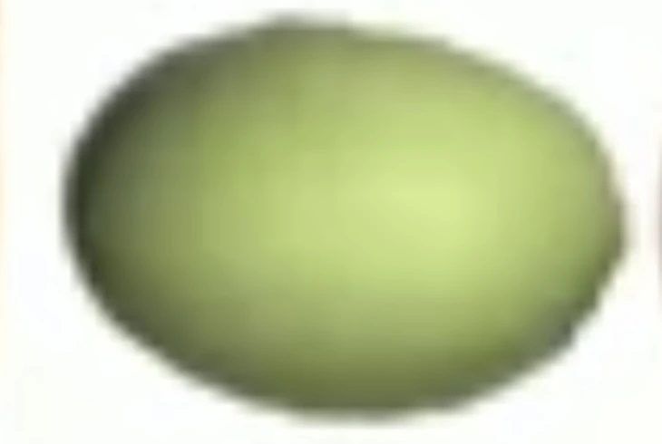 CGI Green Oval | Best Baby Einstein Wiki | Fandom