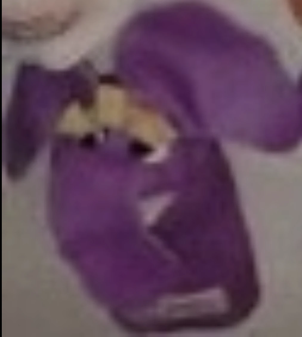 Kate The Elephant | Best Baby Einstein Wiki | Fandom