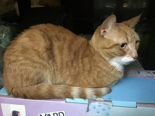 Colby the Cat | BEST FRIEND CLUB 🤓 Wiki | Fandom