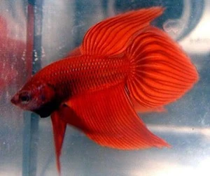Spade Tail Betta | Betta Splendens Wiki | Fandom