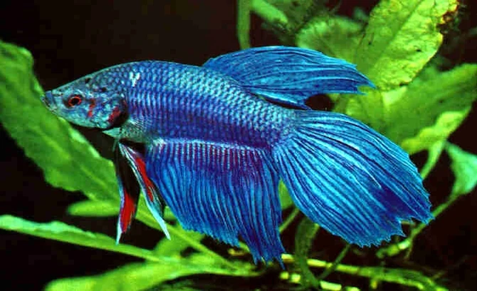 Betta Splendens Wiki | Fandom