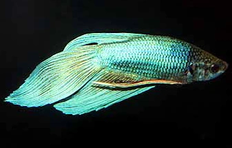 Veil Tail Betta | Betta Splendens Wiki | Fandom