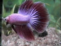 Fantail Betta | Betta Splendens Wiki | Fandom