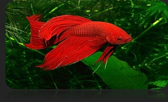 Betta Splendens Wiki | Fandom