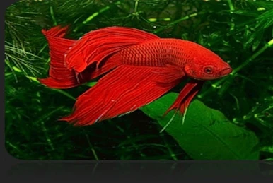Feathertail Betta