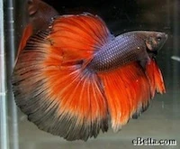 Super Delta Tail | Betta Splendens Wiki | Fandom