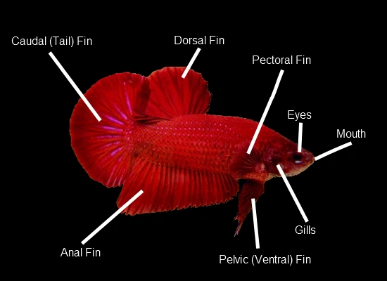 Anatomy | Betta Splendens Wiki | Fandom