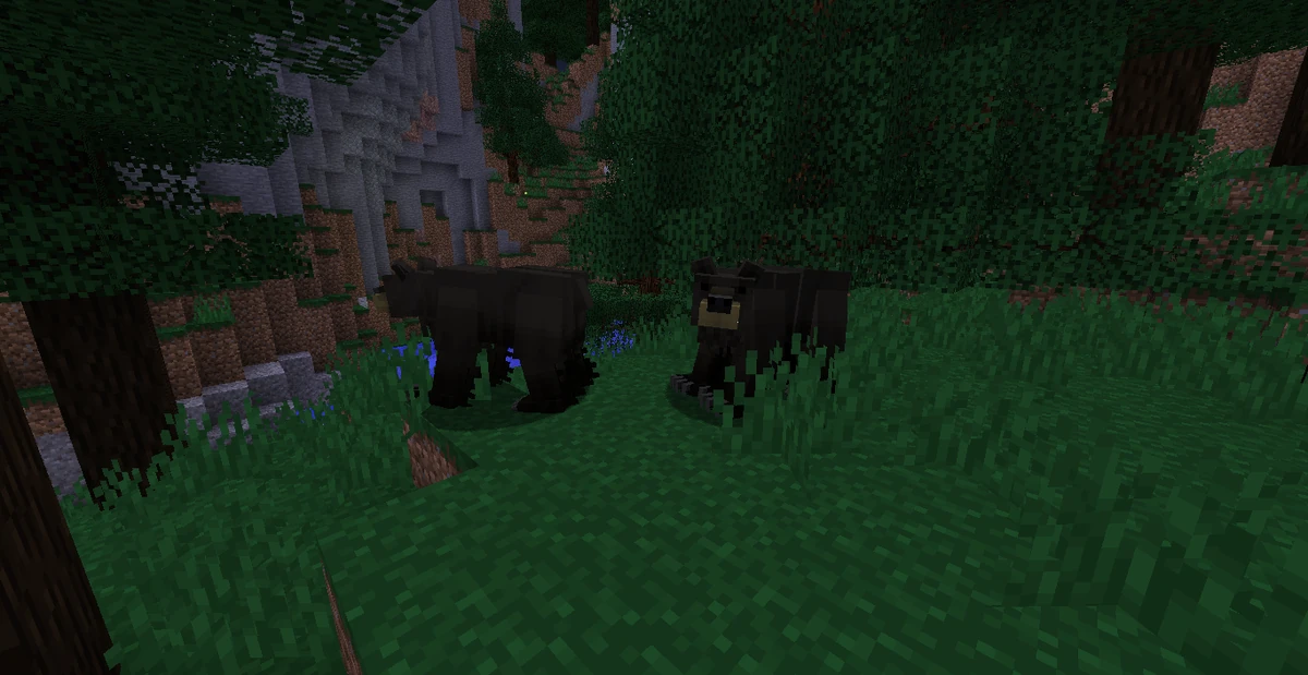 Black Bear | Better Animals Plus Wiki | Fandom