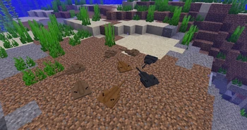 Horseshoe Crab | Better Animals Plus Wiki | Fandom