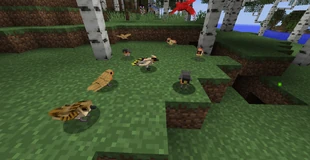 Songbird | Better Animals Plus Wiki | Fandom