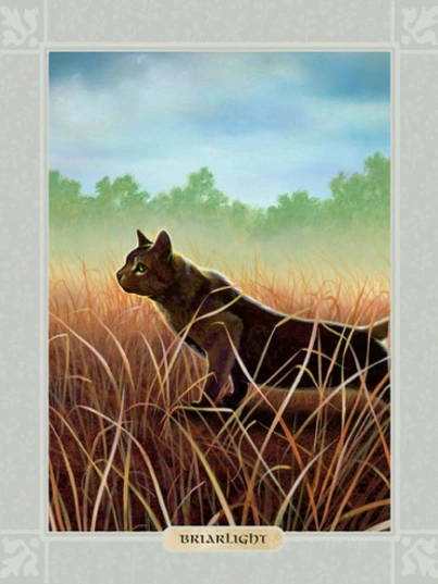 Briarlight | Abetterwarriorcatswiki Wiki | Fandom
